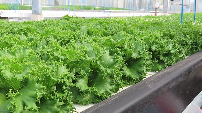 Innovation in the seed and agri-food business - AgriFood - Insights and ...