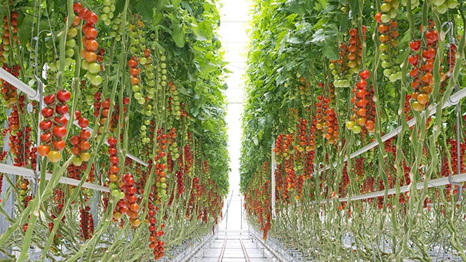 Innovation in the seed and agri-food business - AgriFood - Insights and ...