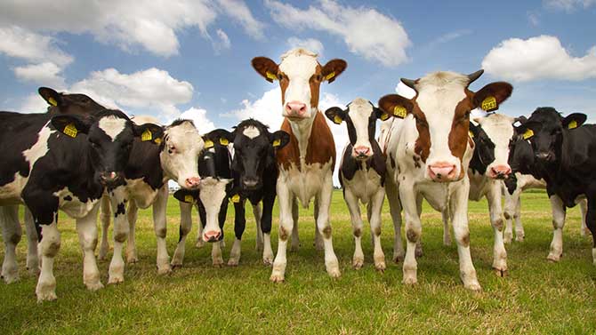 How magic moments for consumers can start on the farm - AgriFood ...